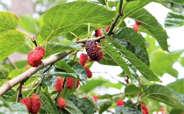 Morera Morus alba: cultivo, usos y cuidados