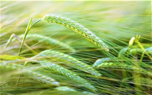 Cebada | Qué es, características, propiedades, usos, consumo, información