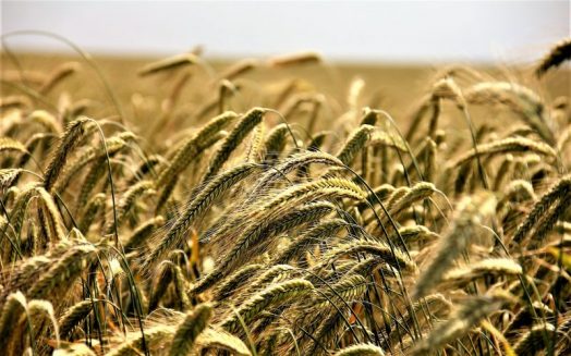 Centeno | Qué es, características, propiedades, usos, beneficios, tipos