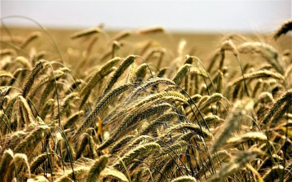 Centeno | Qué es, características, propiedades, usos, beneficios, tipos