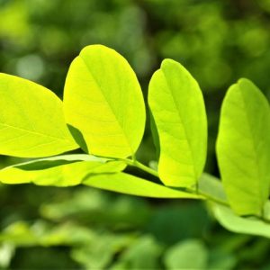 Heterofilia | Qué es, causas, ejemplos, características | Botánica