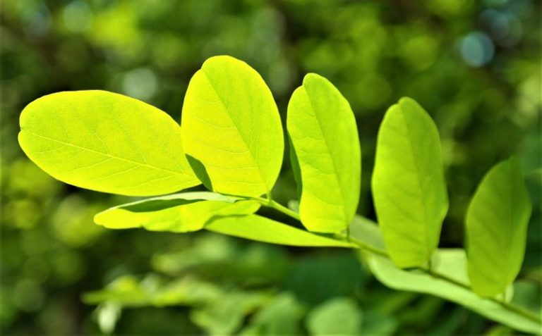 Clorofila | Qué es, significado, características, tipos, beneficios ...