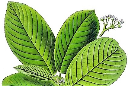 Copalquín | Qué es, características, beneficios, contraindicaciones ...