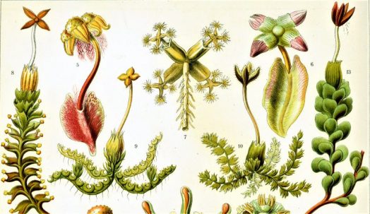 Hepáticas | Qué son, características, clasificación, hábitat, reproducción