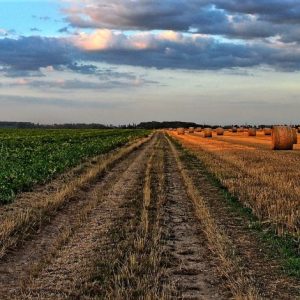 Rastrojo | Qué es, proceso, tipos, distribución, importancia ...