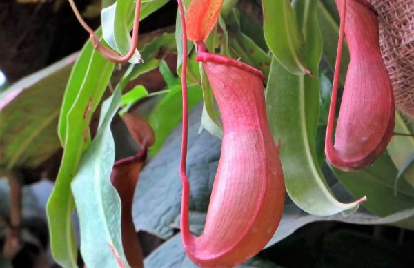 Nepenthes | Qué es, características, cultivo, cuidados, reproducción