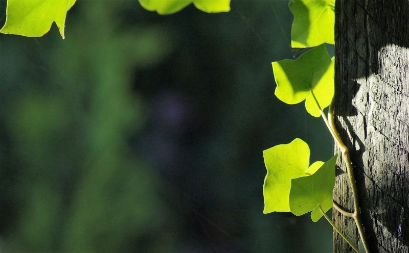 Pecíolo | Qué es, definición, función, tipos de hojas, información