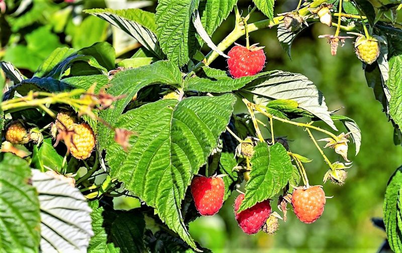 Pedúnculo | Qué es, definición, información, función, tipología