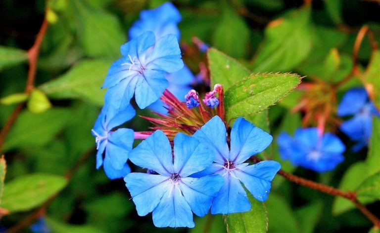 Pervinca | Qué es, características, cultivo, cuidados, propiedades, usos