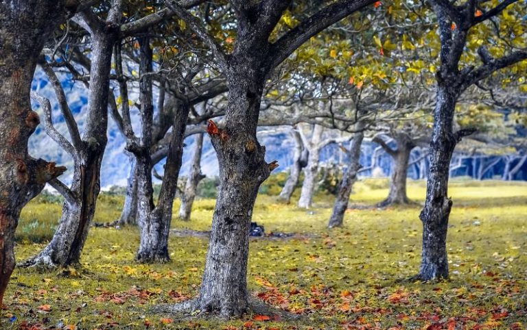 Plantas terrestres | Qué son, características, tipos, evolución, datos ...