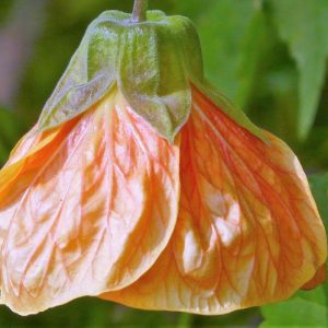 Panoja: inflorescencia paniculada de gramíneas