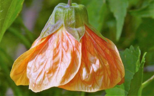 Abutilon | Qué es, características, variedades, cuidados, amenazas ...