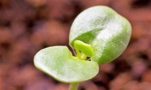 Pedúnculo | Qué es, definición, información, función, tipología