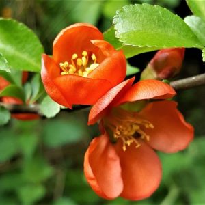 Encina | Características, hábitat, fruto, usos, reproducción, madera ...