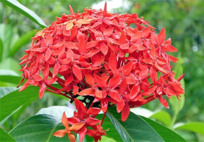 Ixora | Qué es, características, reproducción, cuidados, cultivo ...