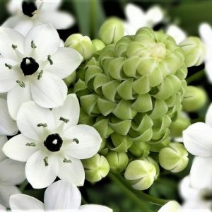 Toloache | Características, hábitat, reproducción, toxicidad ...