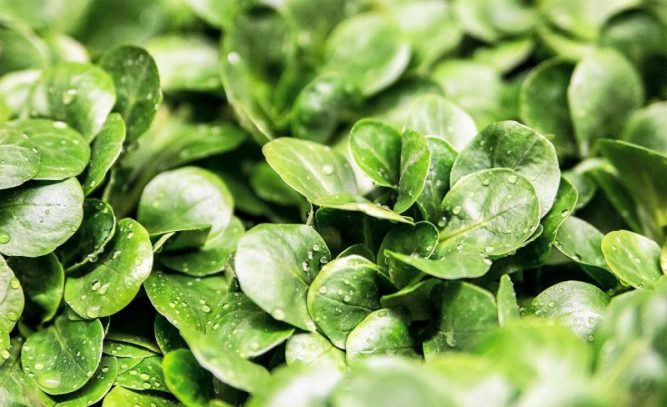 Panoja | Qué es, características, función, composición, cosecha | Plantas