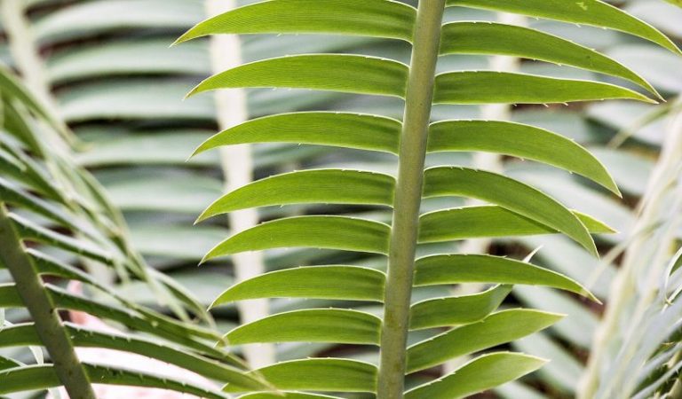 Zamia | Qué es, características, cultivo, poda, reproducción, información