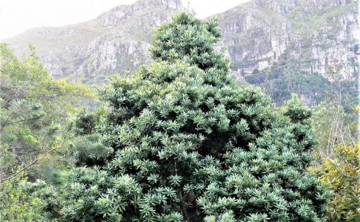 Podocarpus | Qué es, características, cuidados, amenazas, información ...